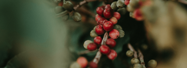 Our Coffee - Good Earth Coffeehouse | Good Earth Coffeehouse